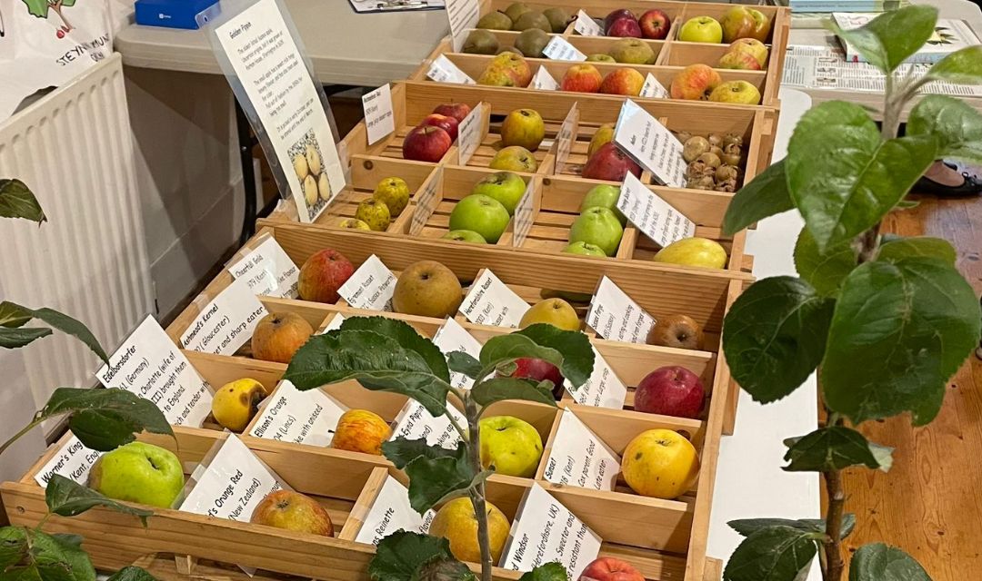 Celebrating Local Apples: Sweet Success at Transition's Apple Day