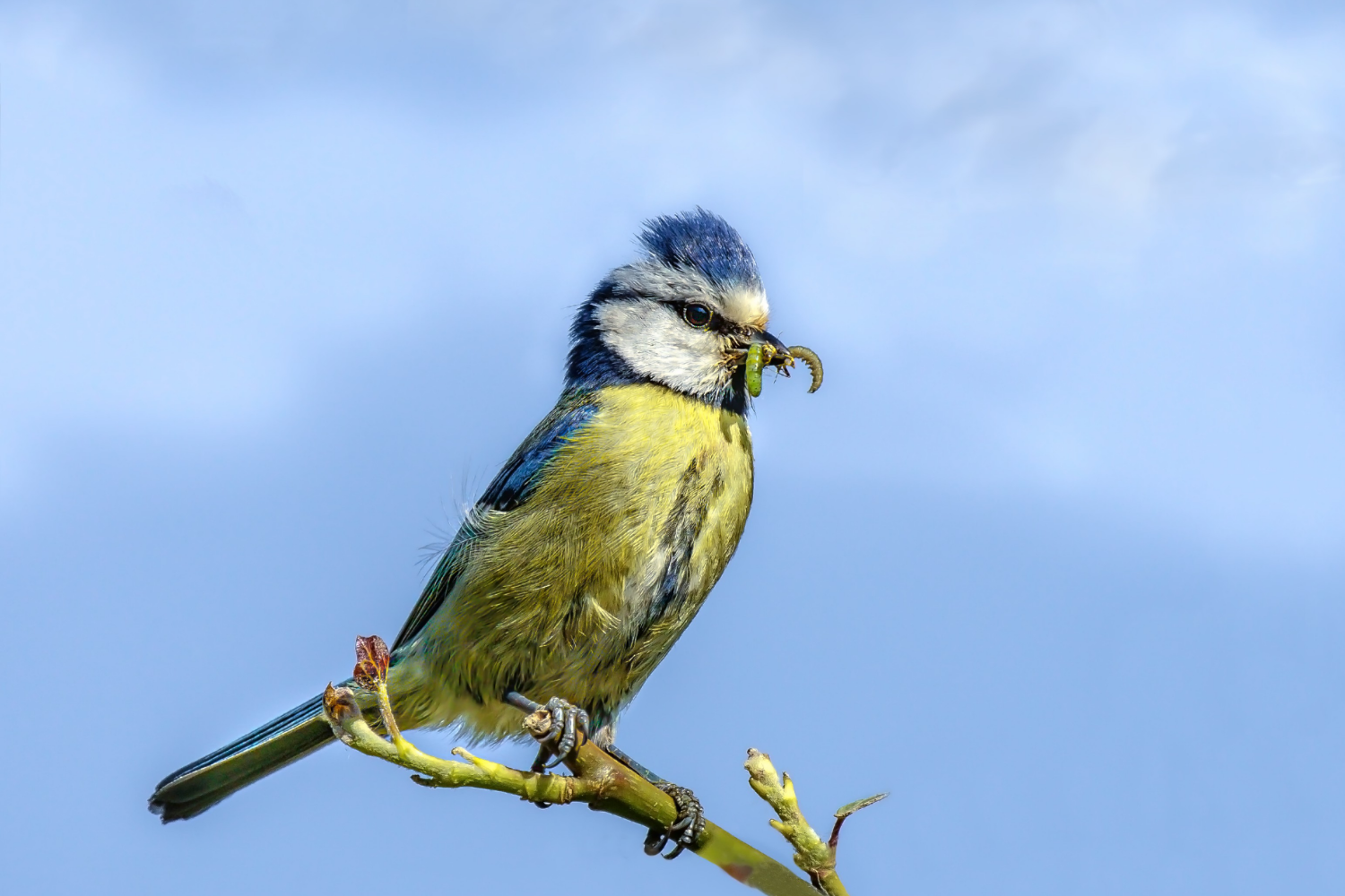 Birds in February: Challenges, Hope, and the Actions Homeowners Can ...